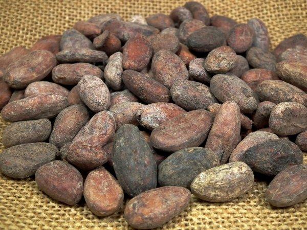 Cacao - Kakaovník | Herbář peruánských bylin Cacao - Kakaovník | Herbář peruánských bylin
